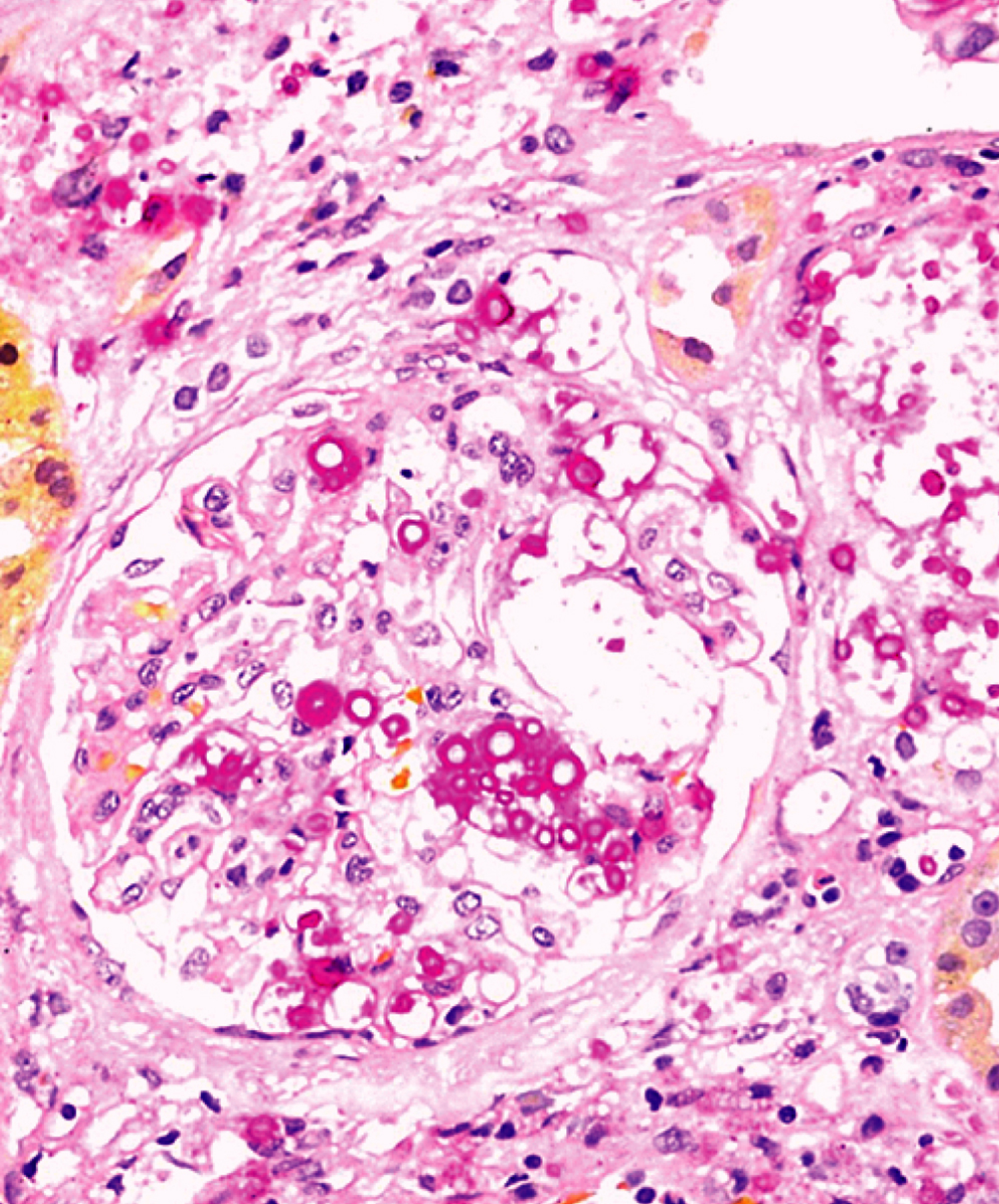 Image Challenge | The New England Journal of Medicine